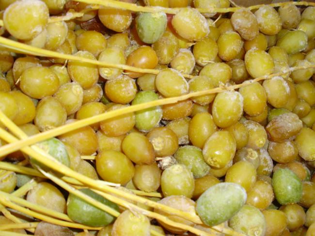 Wiki trend: Bilinmeyen Yönleriyle Hurma