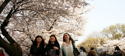 Experience The Most Breathtaking Spring In Busan | Tahukah - Info