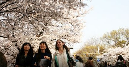 Experience The Most Breathtaking Spring In Busan | Tahukah - Info