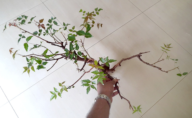 Instant - Bonsai - For - Everyone: Neem Tree 1