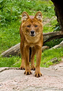 Abe's Animals: Living subspecies of dhole