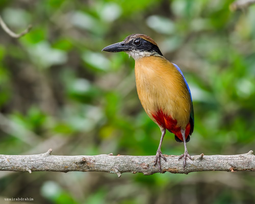 B u r u n g K e l i l i n g R u m a h .....: Burung Pacat Bakau ...