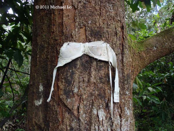 The rainforests of Borneo & Southeast Asia: The durian tree "wears" the ...