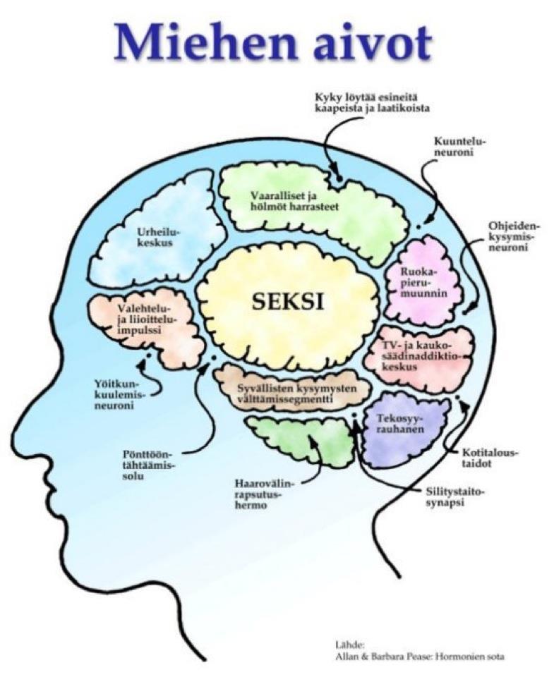 SITÄ SUN TÄTÄ: Miehen aivot