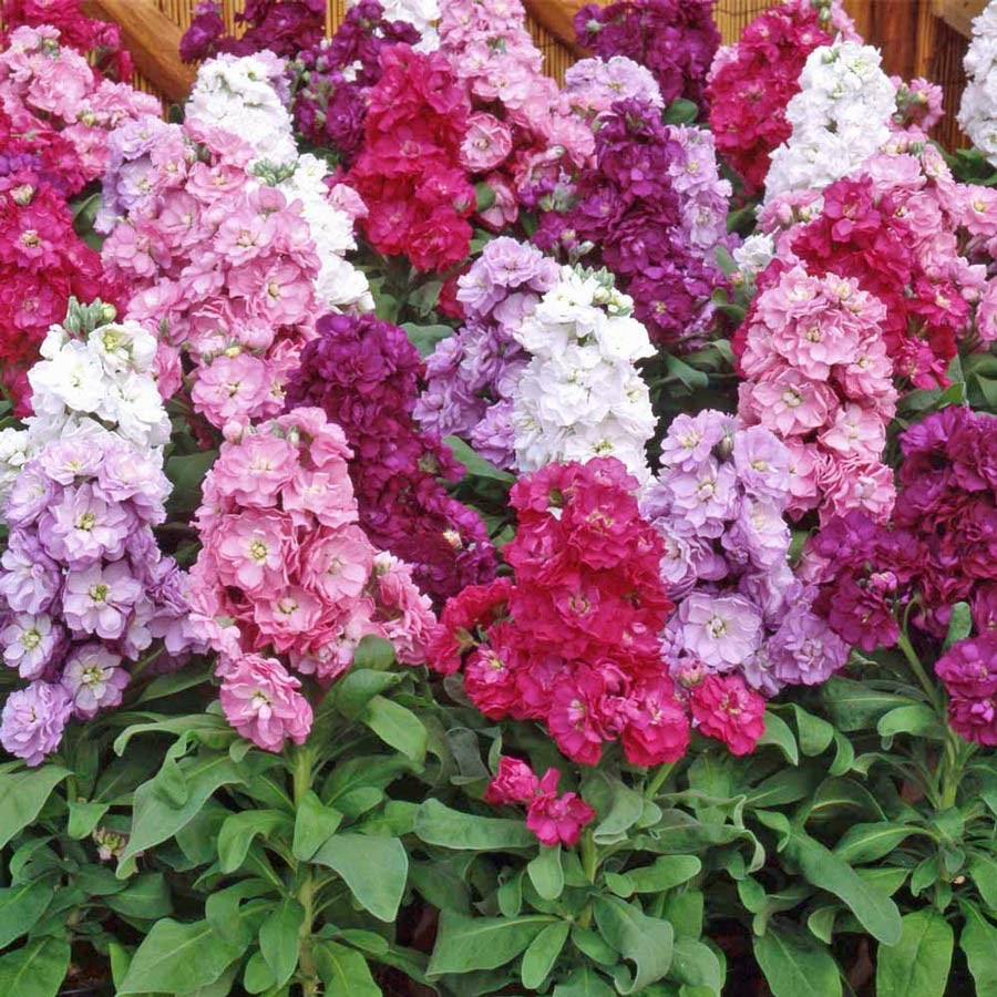 Seminte si plante de gradina hobby: Mixandra-Matthiola incana