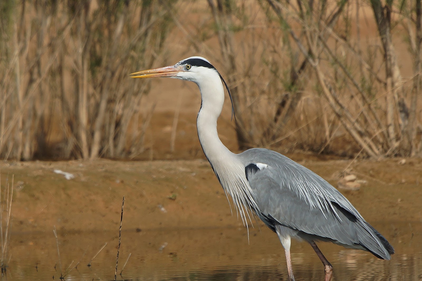 Pasión por las aves: Garza real.(Ardea cinerea)
