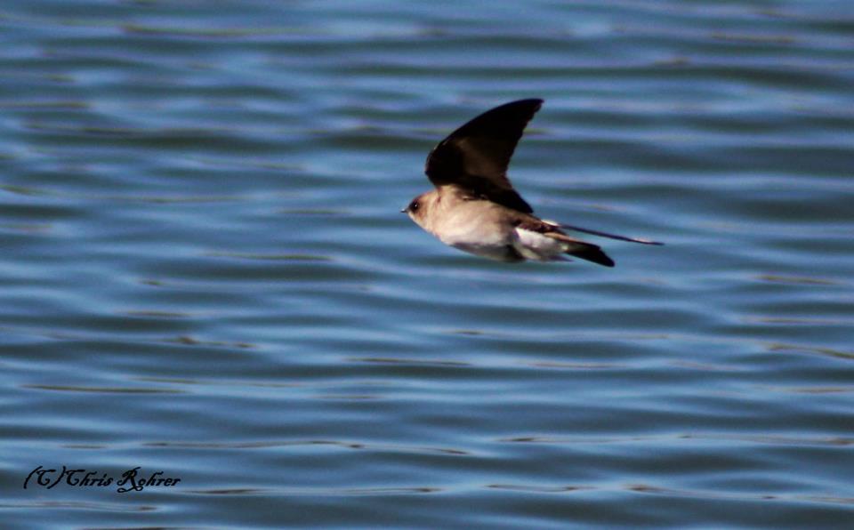 Las Aventuras: Whispering To Birds