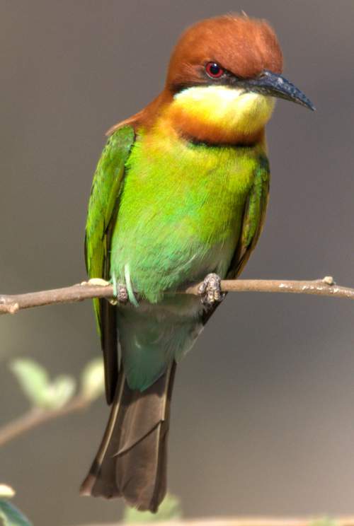 Chestnut-headed bee-eater | Birds of India | Bird World