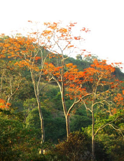 VIVERO HABITAT NATIVO: ARBOL CAMBULO