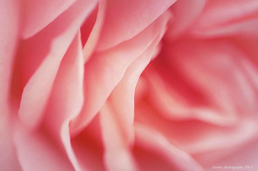 Hz. Hasan Bin Ali Bin Ebî Talib (R.Anh)