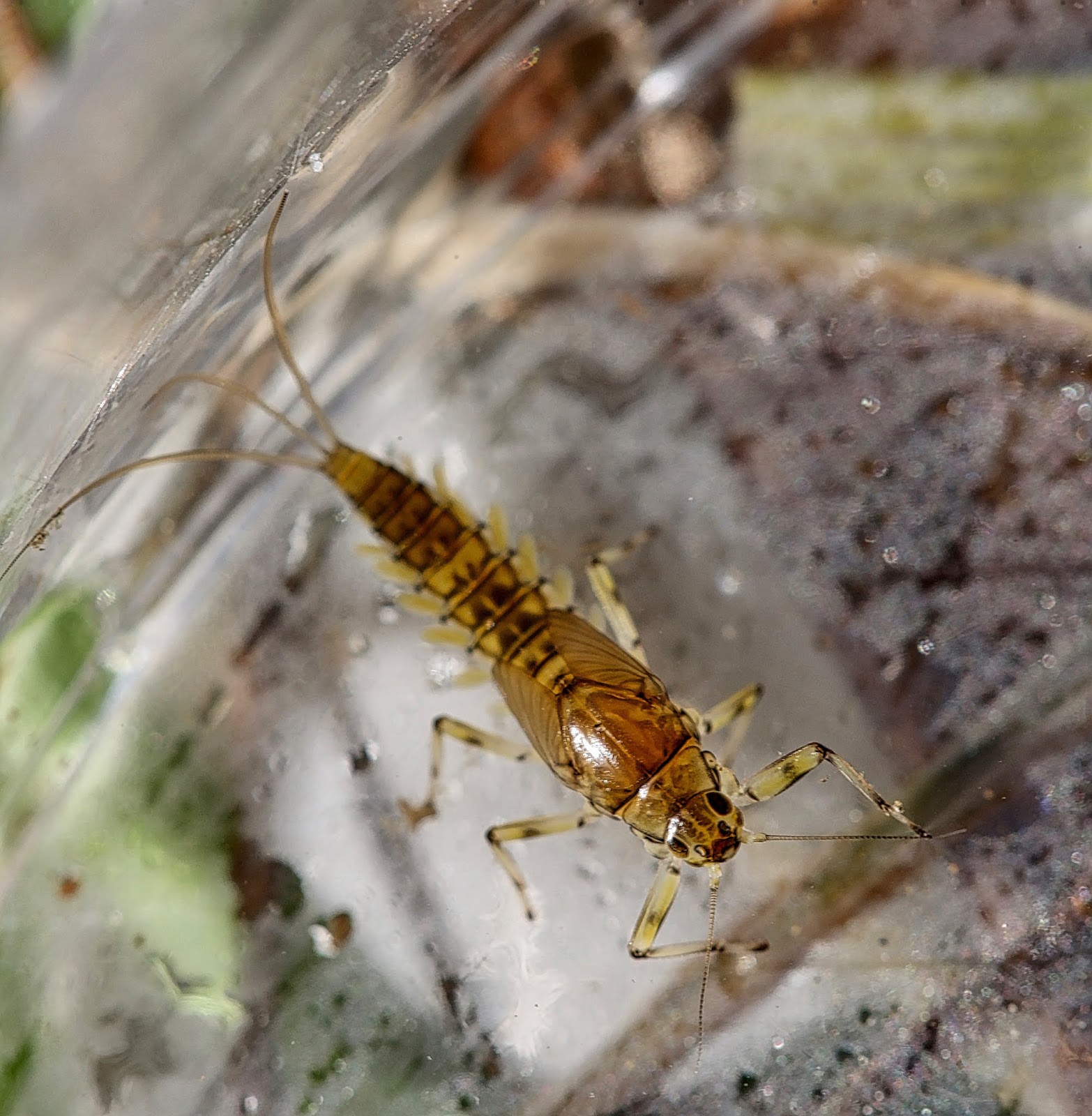 Aquatic Insects of Central Virginia: February 2019