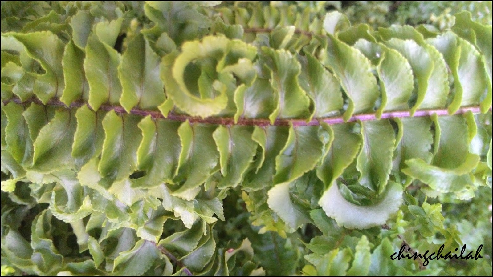 Simple Living In Nancy: GROWING FLUFFY RUFFLE FERN IN MY GARDEN.