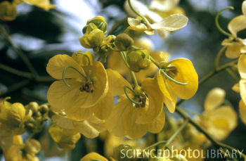 Cássia do Nordeste (Acássia) - Senna Spectabilis