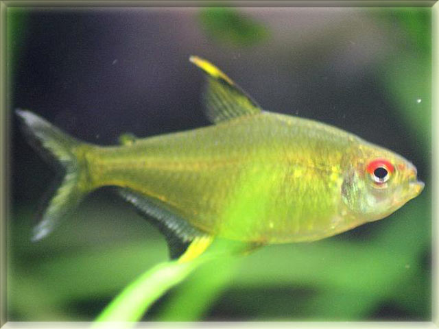 Freshwater Fish Names Starting With L | Animals Name A To Z