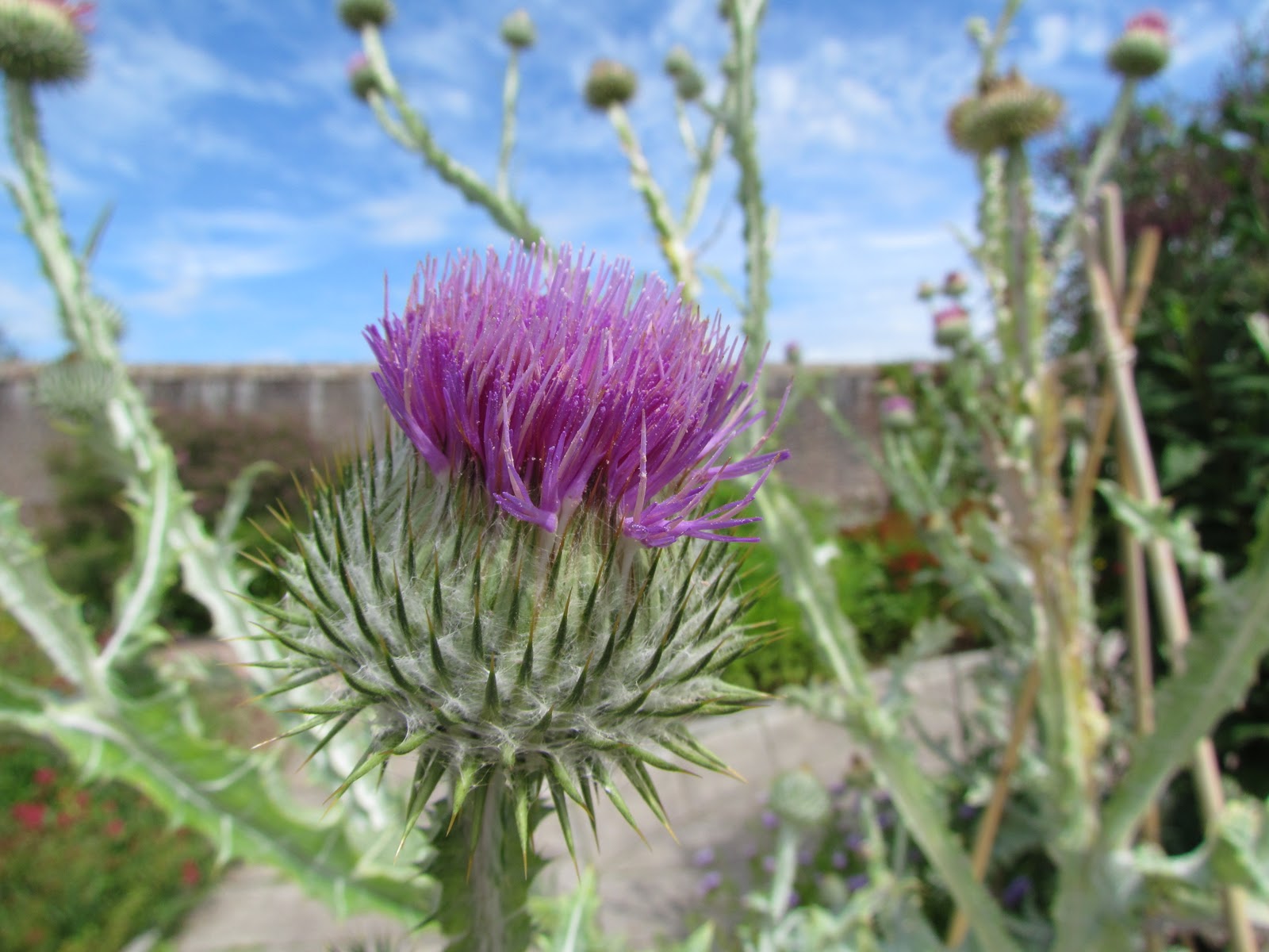 Accidental Lunch: Thistles for St Andrew's Day