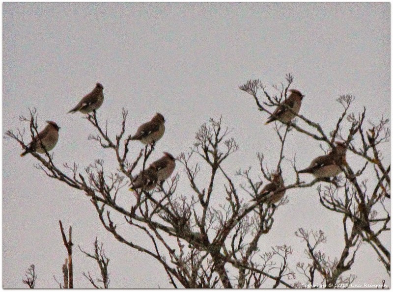 Hallatar : Pihalintuja