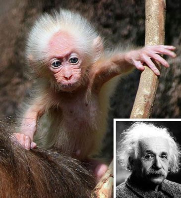 DESCUBREN UN MONO EN MALASIA QUE SE PARECE A EINSTEIN