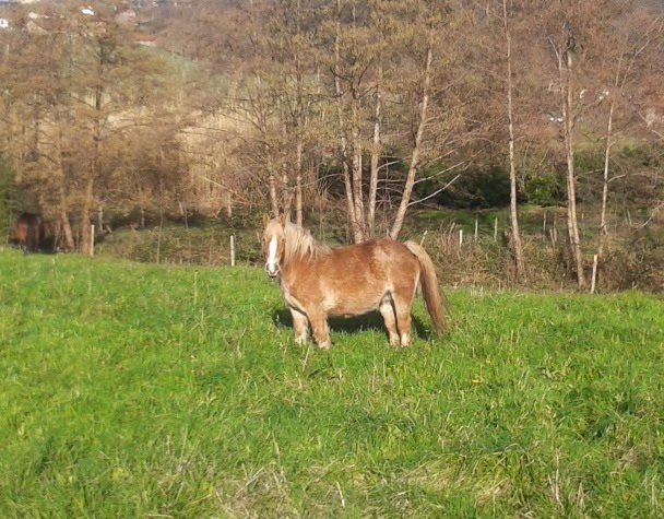 Euskal Herriko Mendiko Zaldia: 02/28/14