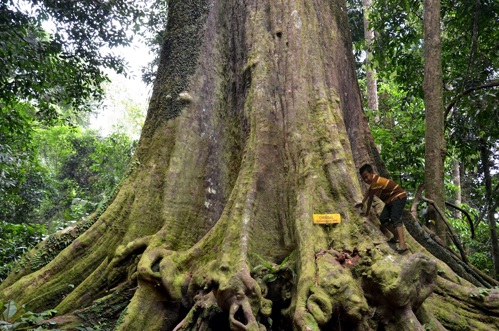 Jomm Terengganu Selalu...: Pokok Chengal Besar, Dungun