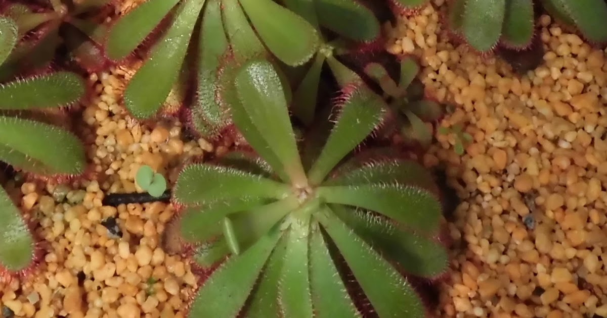 60歳で無職の優雅な日々: ドロセラ・ハミルトニー Drosera hamiltonii