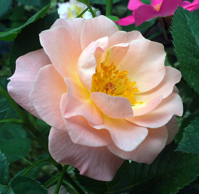 Rose Hybridizing: Random 2015 Seedlings