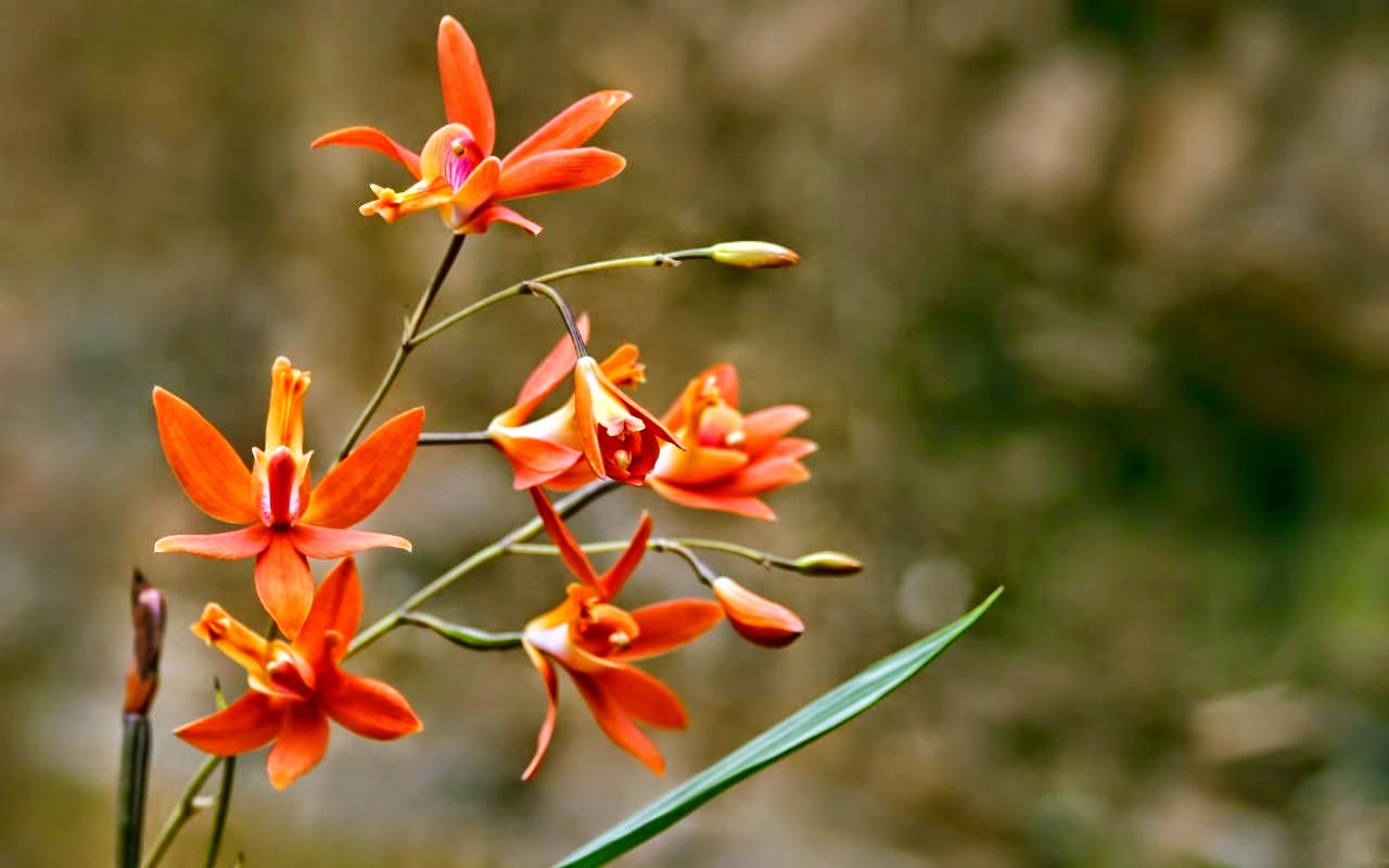 Asociación Jalisciense de Orquideología: Descripciones de Plantas (A-E)