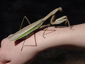 Los insectos más grandes del mundo