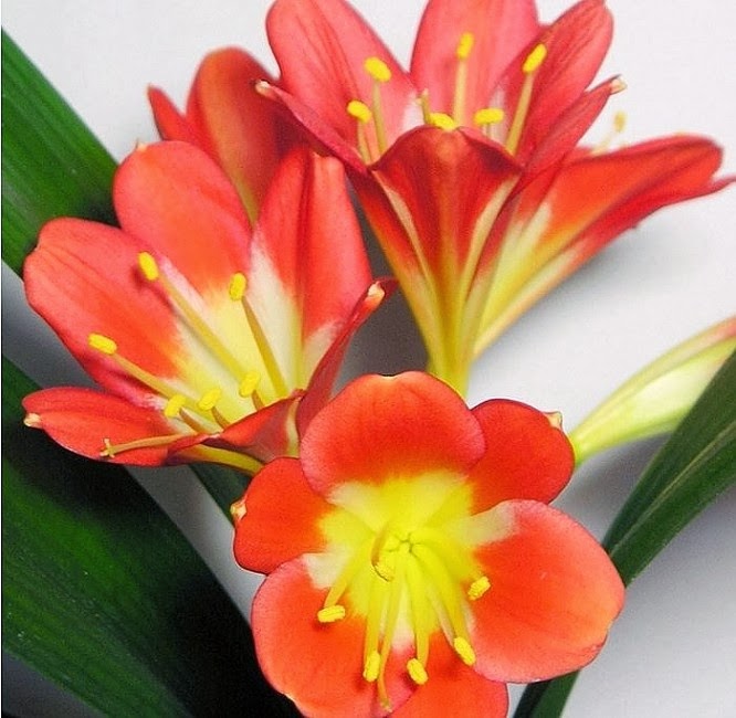 Inrossas Zelta grāmata: Indīgie istabas un dārza augi