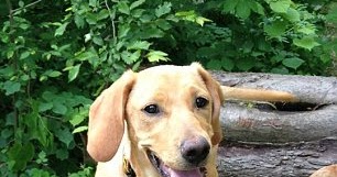 White Wolf : Heart surgeons agree to operate on pet Labrador as vets ...