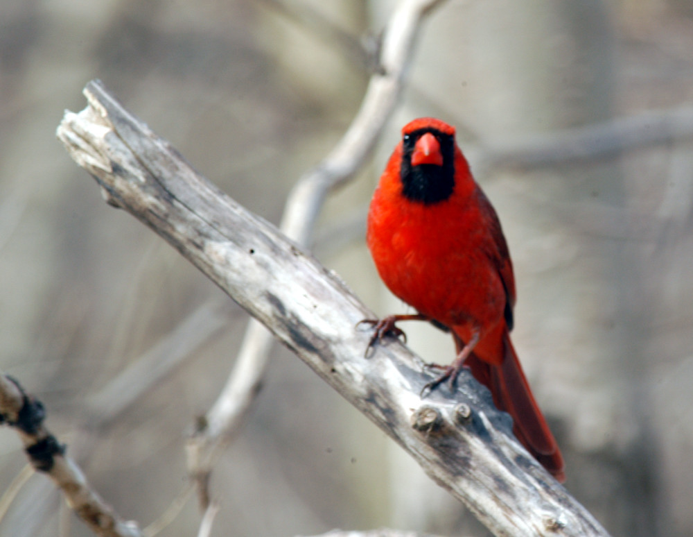 Toronto Grand Prix Tourist - A Toronto Blog: Birds of the GTA - A ...