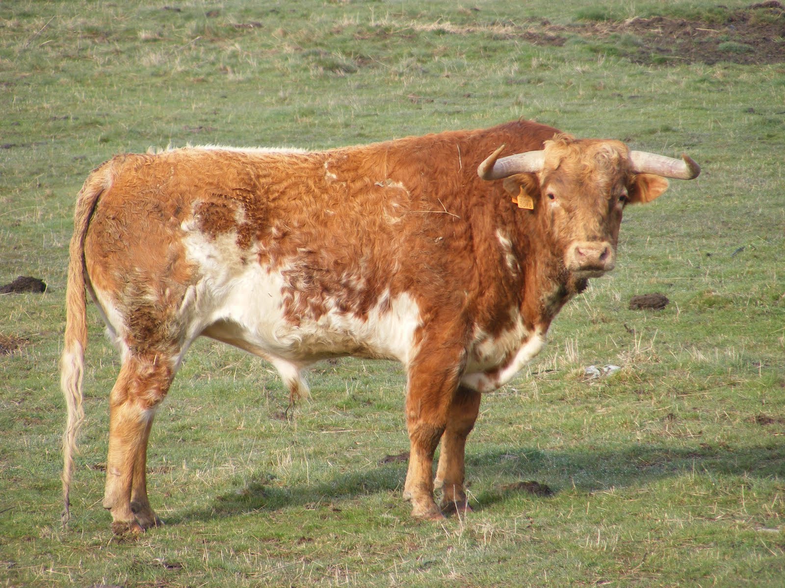 GANADERIA :ANTONIO SAN ROMAN: TOROS 2011