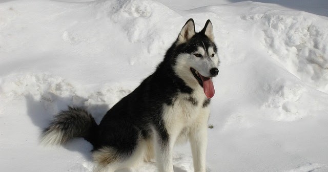 Husky siberiano - carácter y cuidados - · Puro Perros