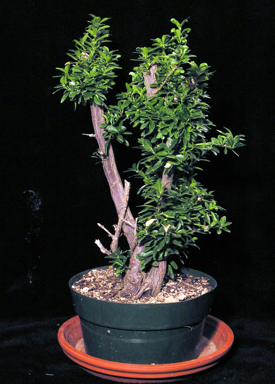Heart of Texas Bonsai: Boxleaf Euonymus #43 - a prize in every box!