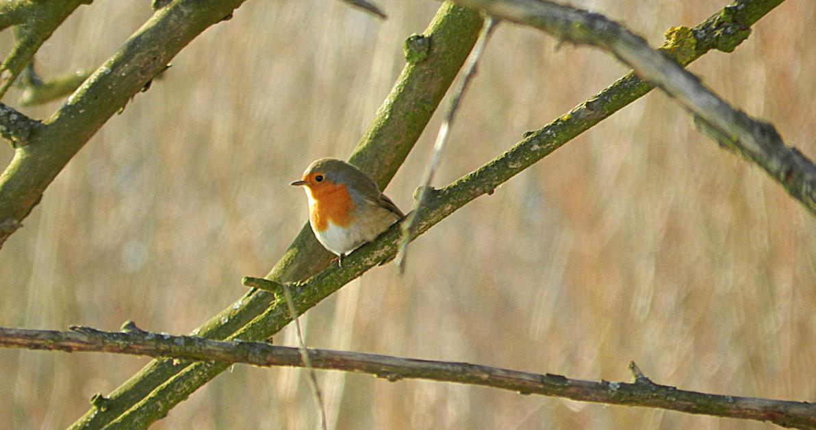 BIRDS PAINTINGS by MICHAŁ MOLICKI: RUDZIK I INNE WIOSENNE PTAKI