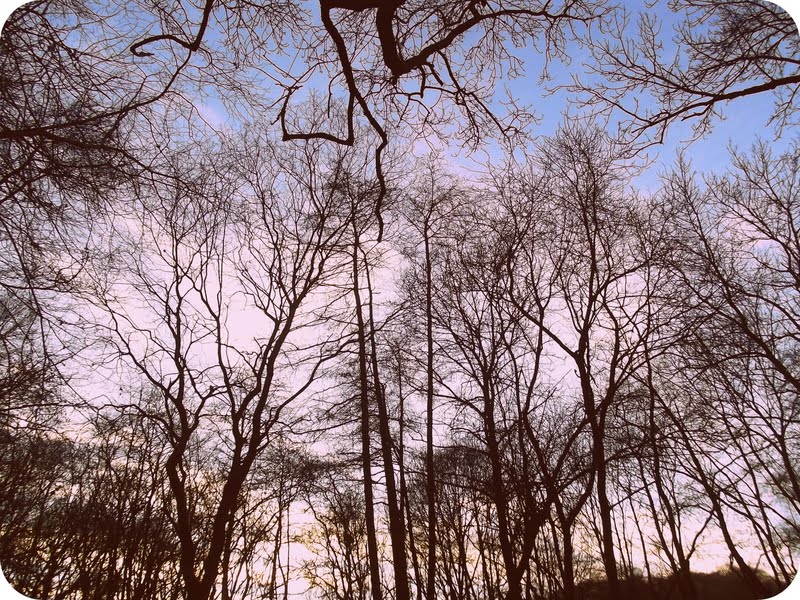 Curlew Country: 2012