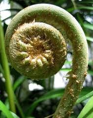 Exotic Seed