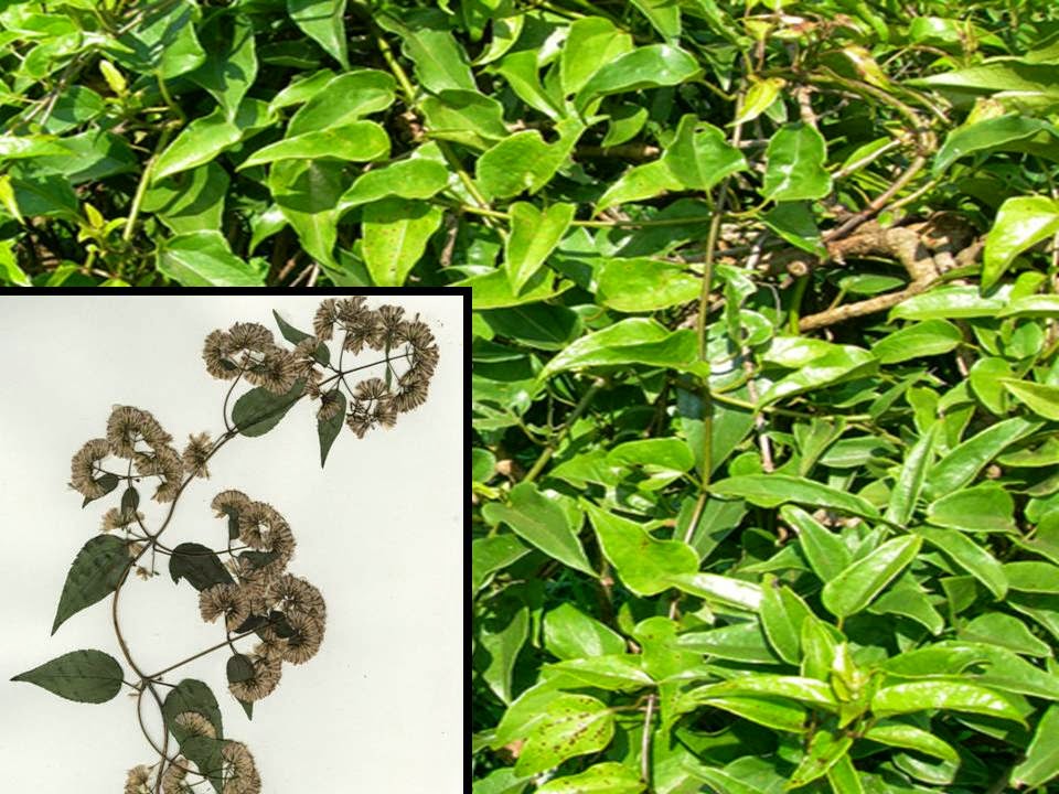 Guaco (Brasil) X Equinacea (América)