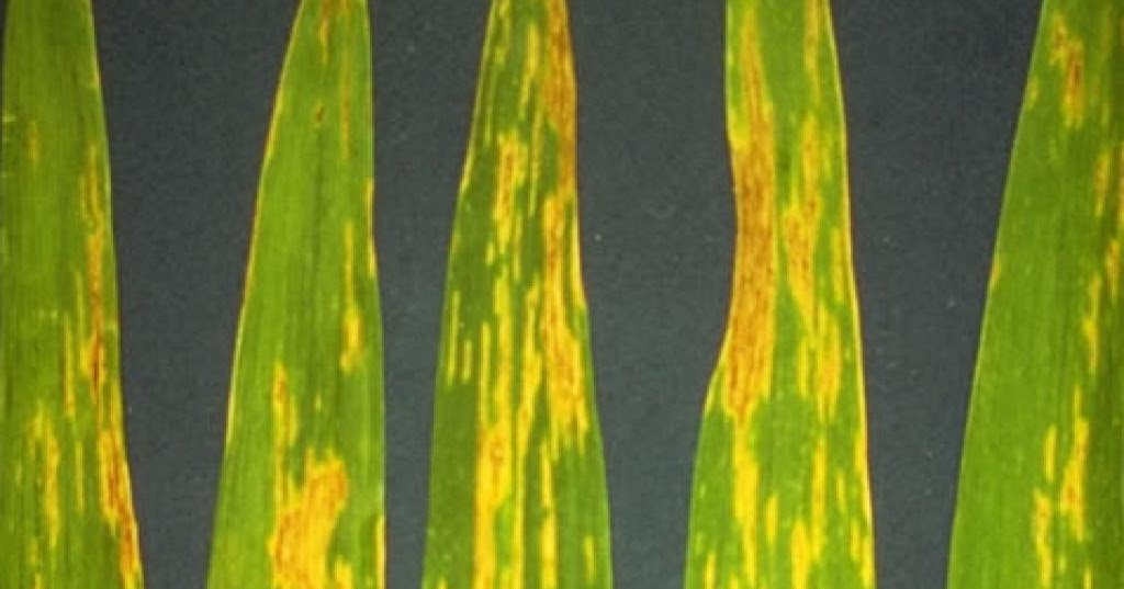 Variety of Life: Xanthomonas