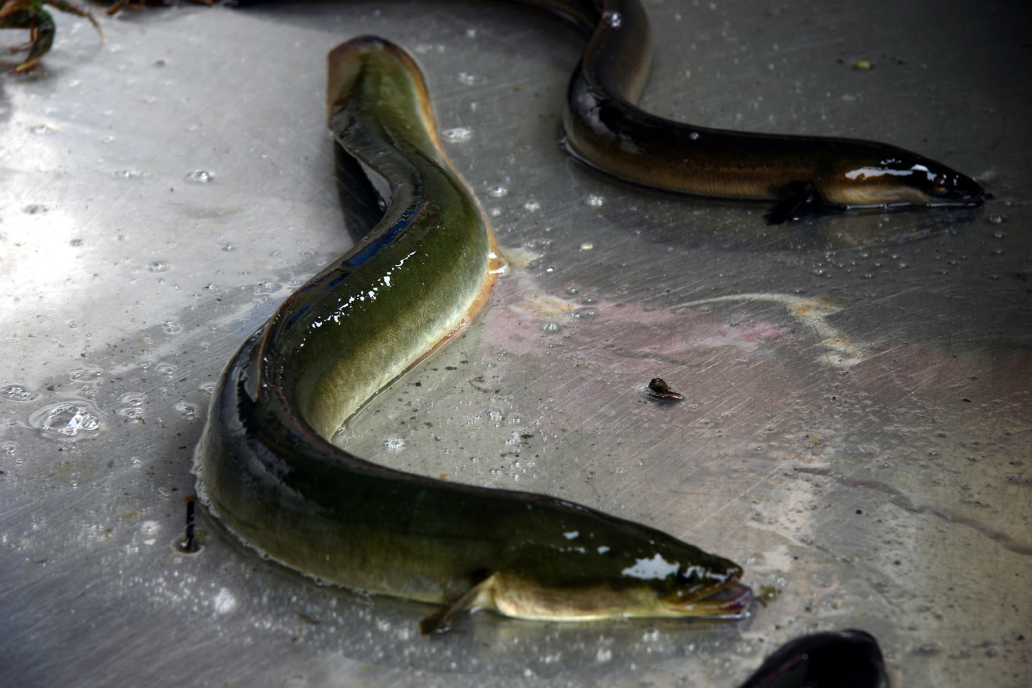 Norbert: Veilige palingen