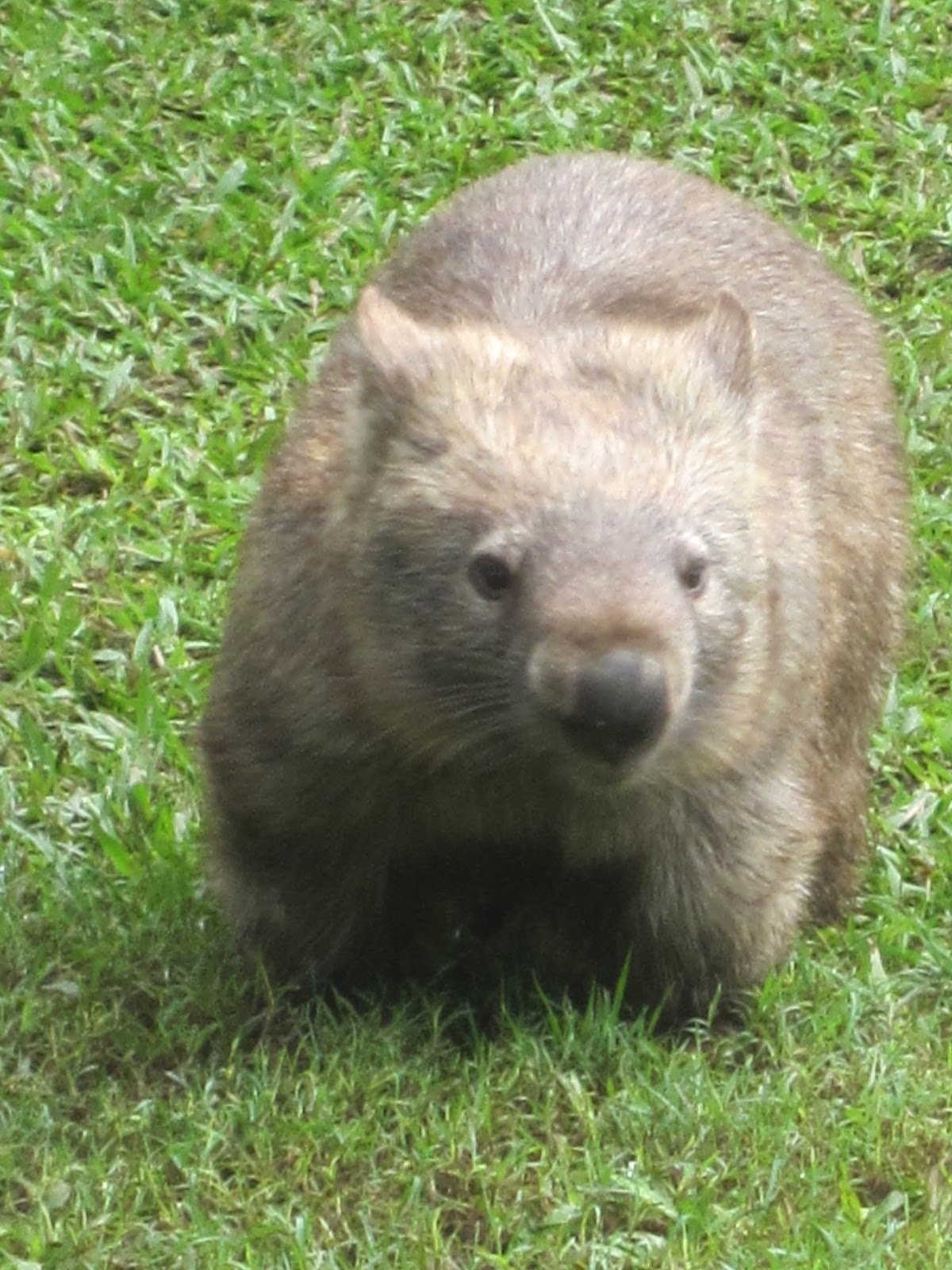 The Fat Wombat