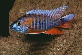 Jenis Ikan Hias Peacock Cichlid alias Aulonocara