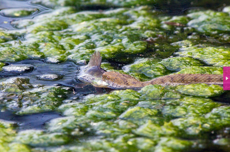 Cobra engole peixe em ataque certeiro .Veja as fotos Incrível ...