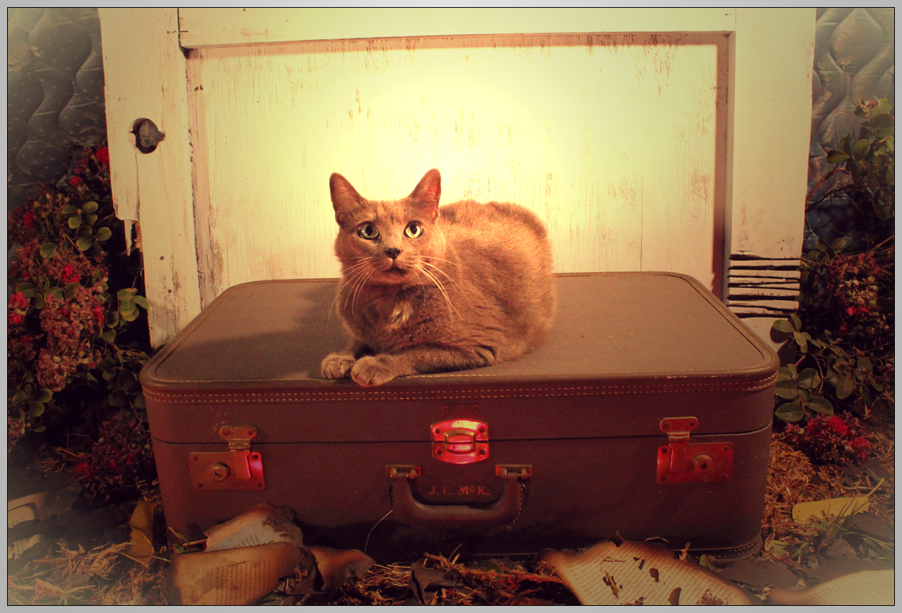 Lysa Rhean Provencio