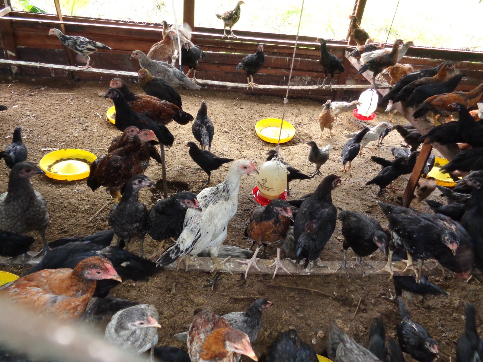 BISNISKU: jual bibit ayam kampung jember