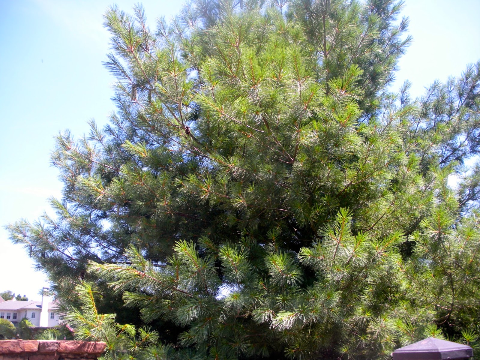 Memphis Trees: July 2014