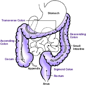 Biology: Unit 4 Compilation