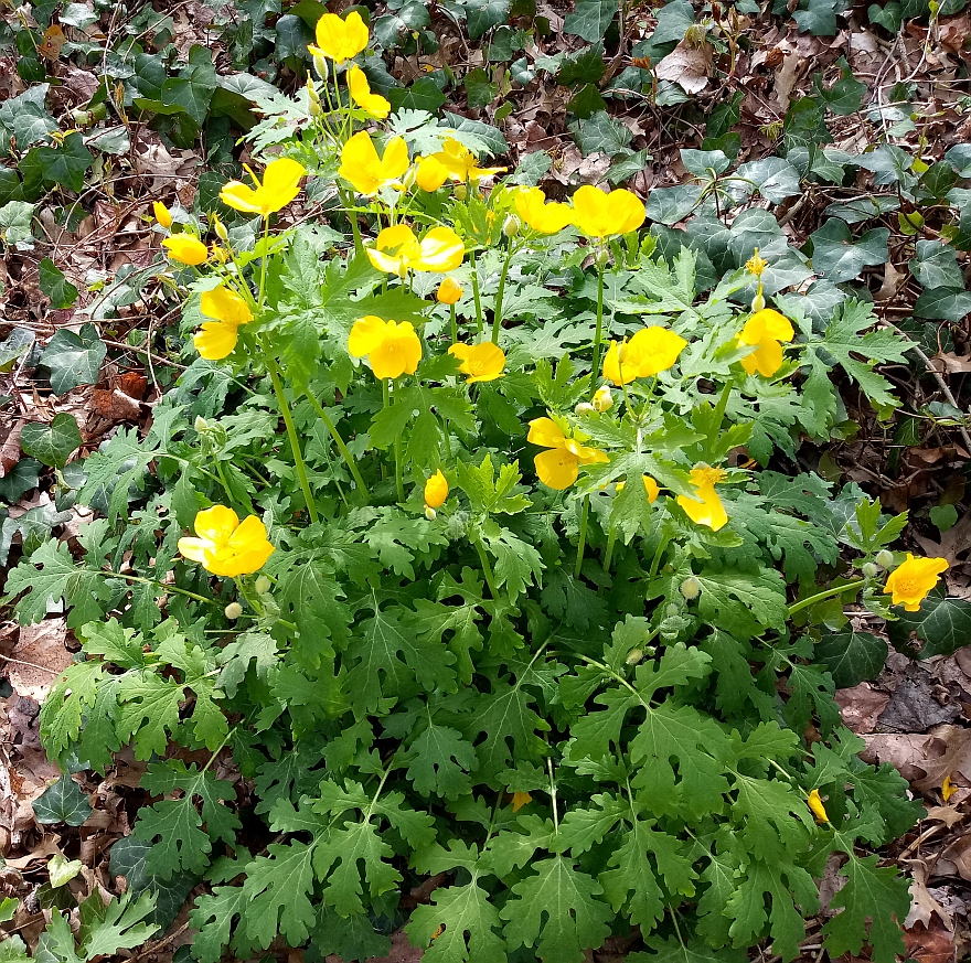 Future Plants by Randy Stewart: Stylophorum diphyllum - Wood Poppy