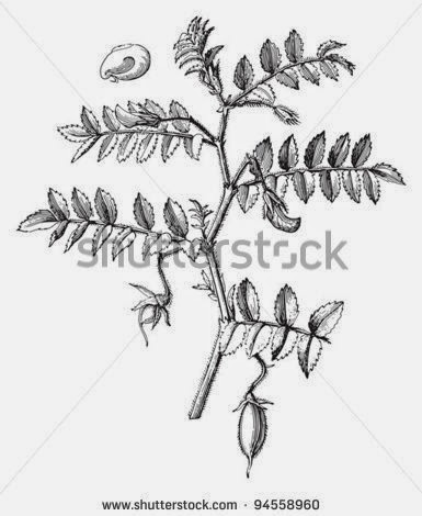 Flora de Puerto Rico Ilustrada Papo Vives: FABOIDEAE CICER ARIETINUM ...