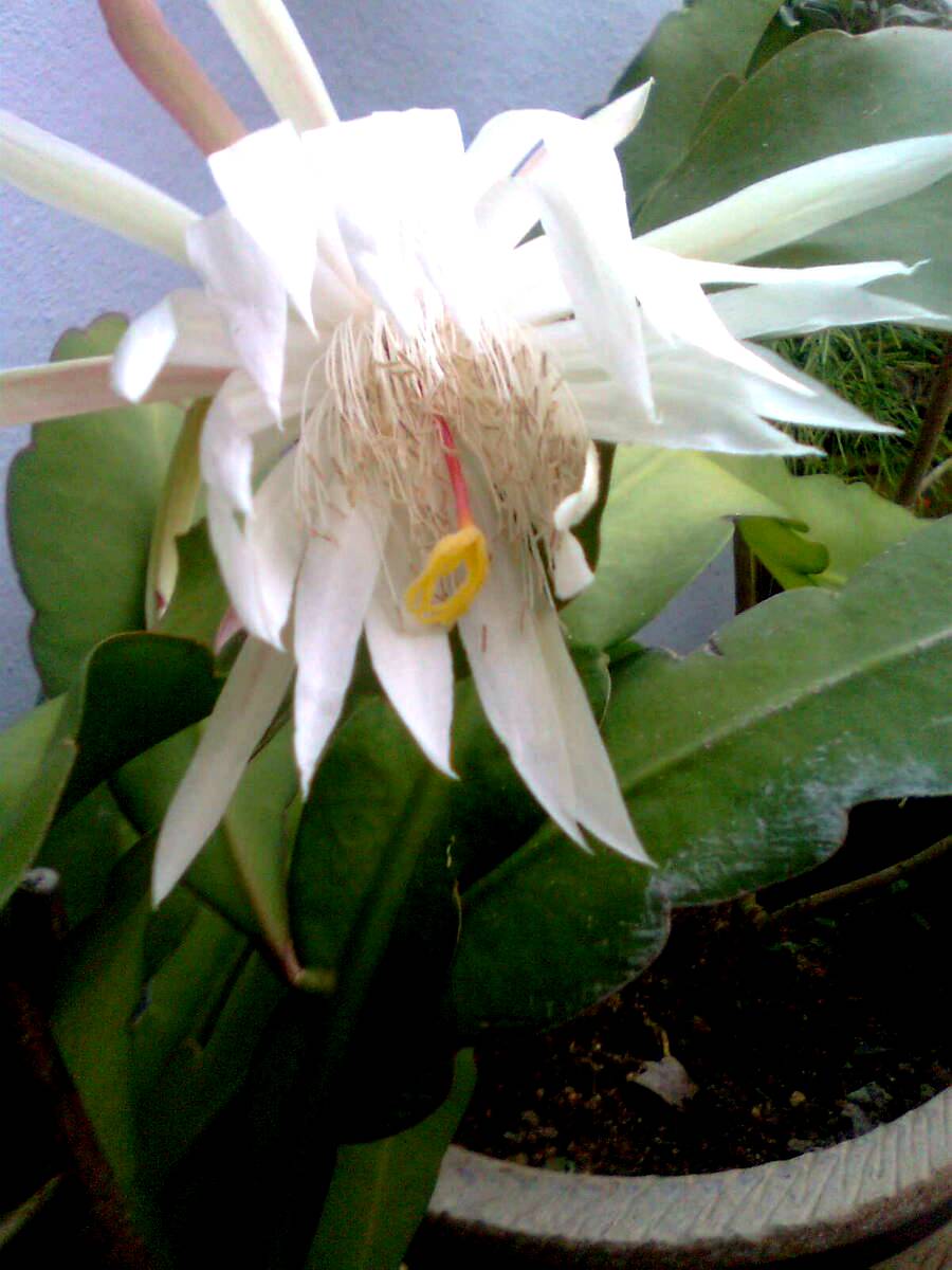 TERATAK AN-NOOR: Si Bakawali Harum Mewangi