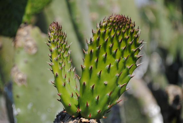 Hongos y clases de Insectos: Planta de Nopal